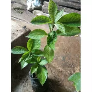 Jual Tanaman Keji Beling Terlengkap & Harga Terbaru Juli 2024 | Shopee ...