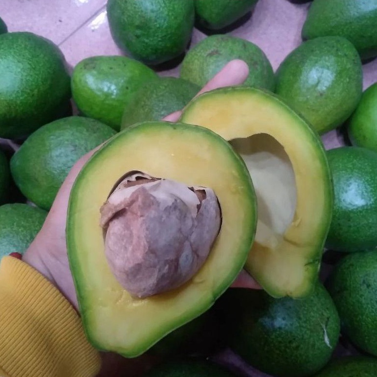 Jual buah alpukat mentega super premium 1kg | Shopee Indonesia
