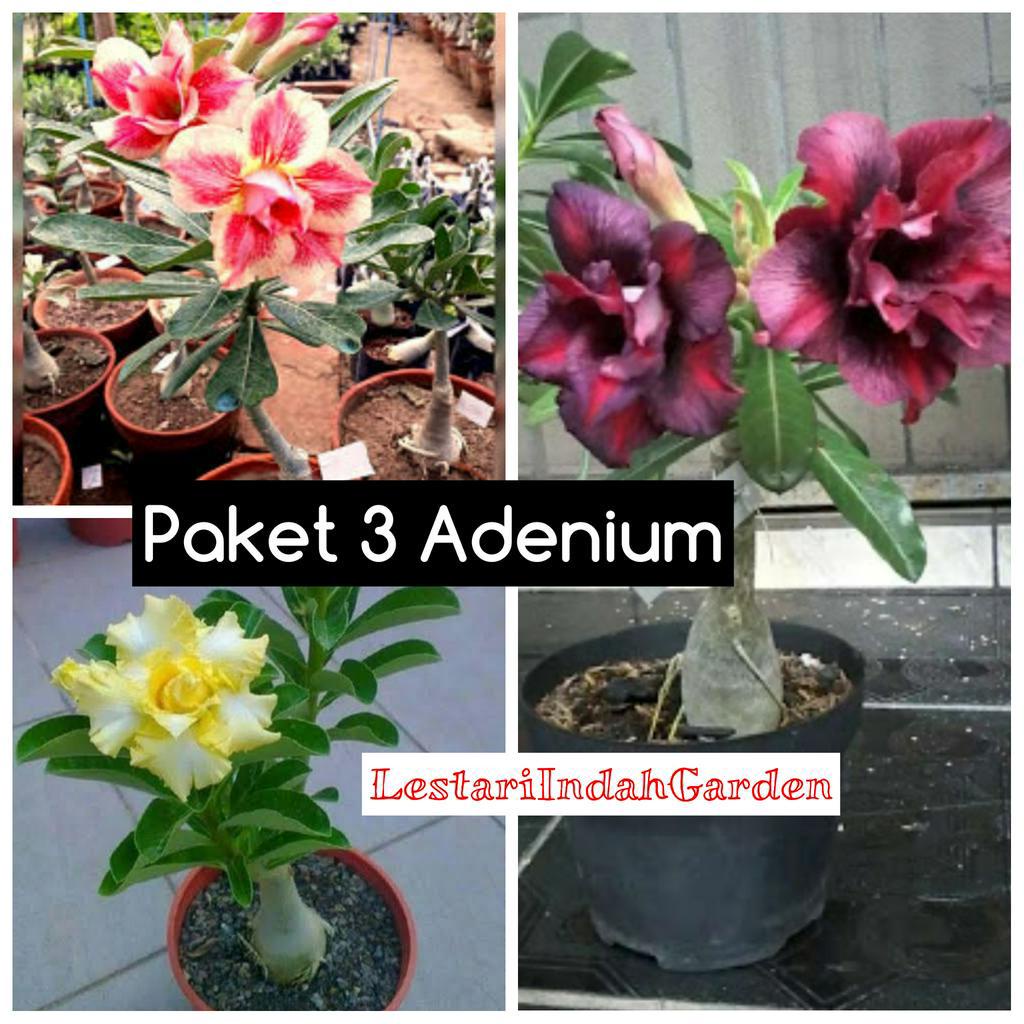 Jual paket 3 tanaman adenium adenium - tanaman kamboja jepang -tanaman ...
