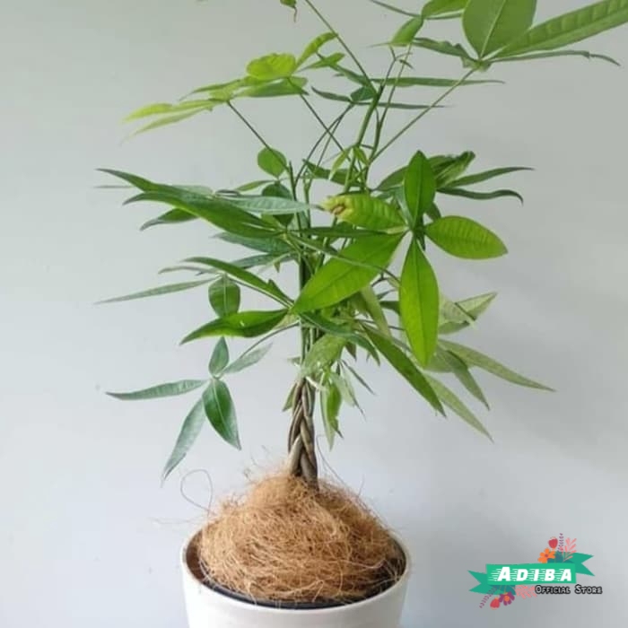 Jual Tanaman Hias Pachira Kepang - Pachira Kepang 3 - Pachira Kepang 4 ...