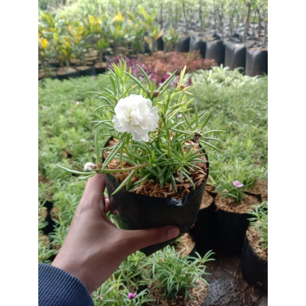 Jual bunga krokot/mossrose/mawar tanah/mawar hidup termurah,terlaris ...