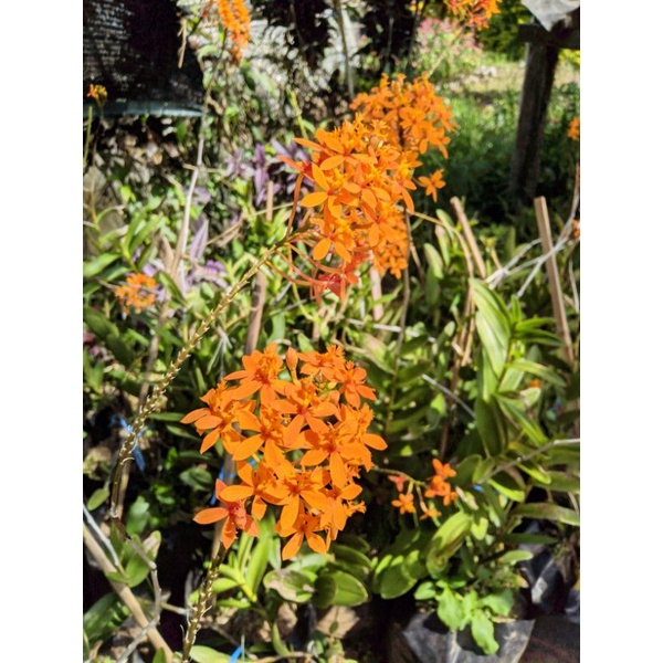 Jual Anggrek tanah bunga orange | Shopee Indonesia