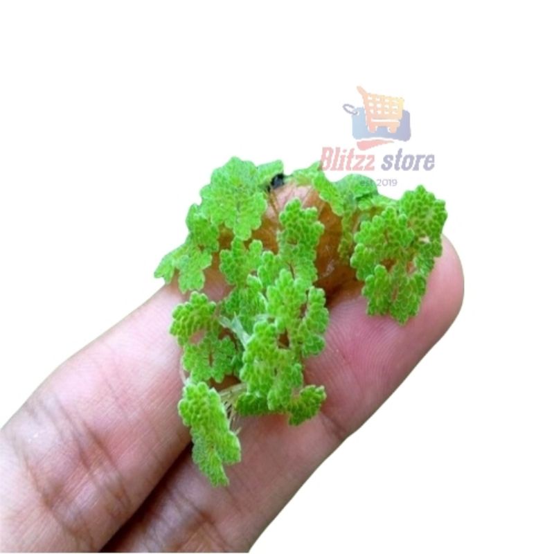 Jual Rumput Azola / Bibit Azolla / Benih Azola Microphyla Pakan ...