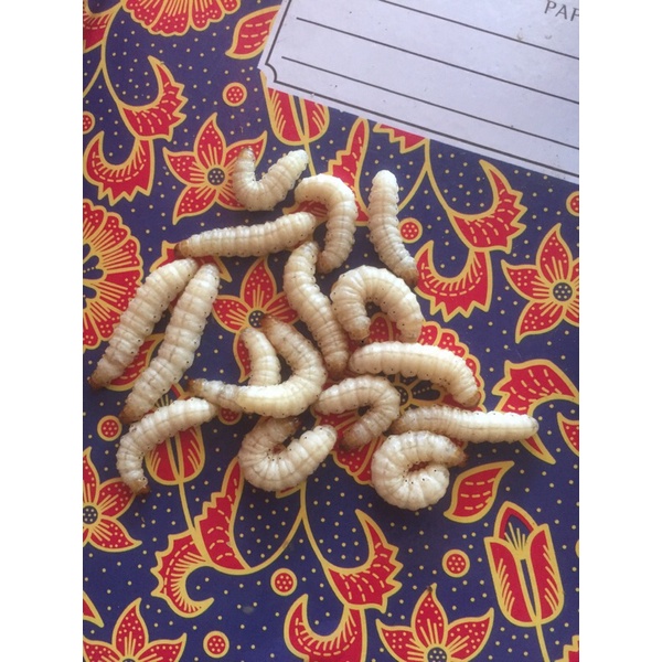 Jual ulat bambu/cangcilung isi 45 ekor menjadi 2 tabung | Shopee Indonesia