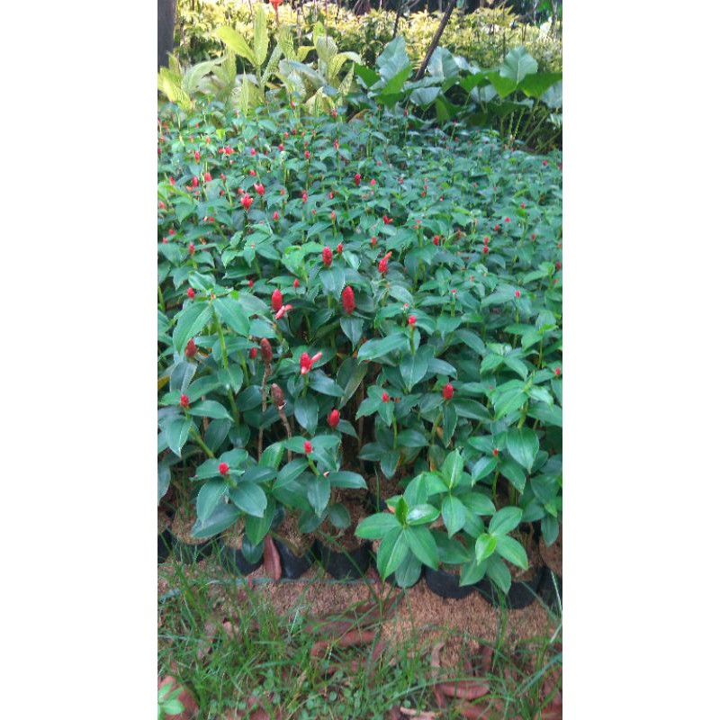 Jual pohon bunga,tanaman hidup pacing pentul | Shopee Indonesia