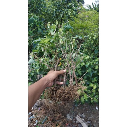 Jual waru merah.waru taiwan.wari wayang waru india | Shopee Indonesia