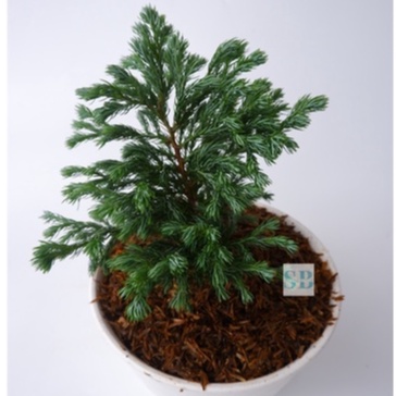 Jual Tanaman Daun Cemara Bluedent (Casuarina equisetifolia linn)pohon ...