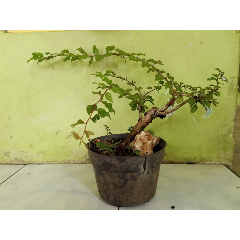 Jual Bonsai Rukem pucuk merah | Shopee Indonesia