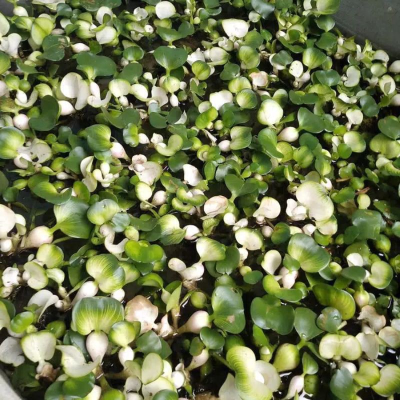 Jual tanaman hias eceng gondok varigata | Shopee Indonesia