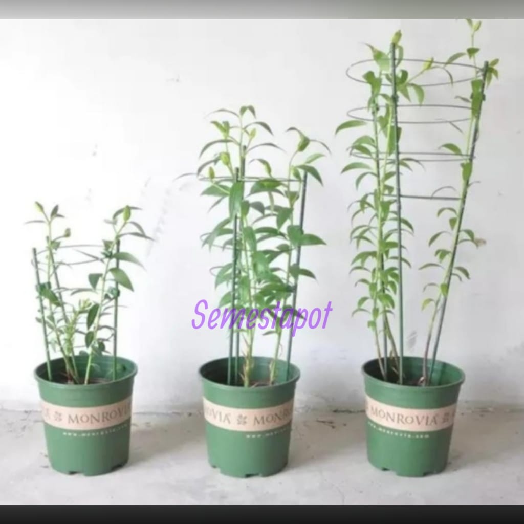 Jual Takiron 120 cm Plant Climbing Penyangga Tanaman (JANGAN GABUNG POT ...