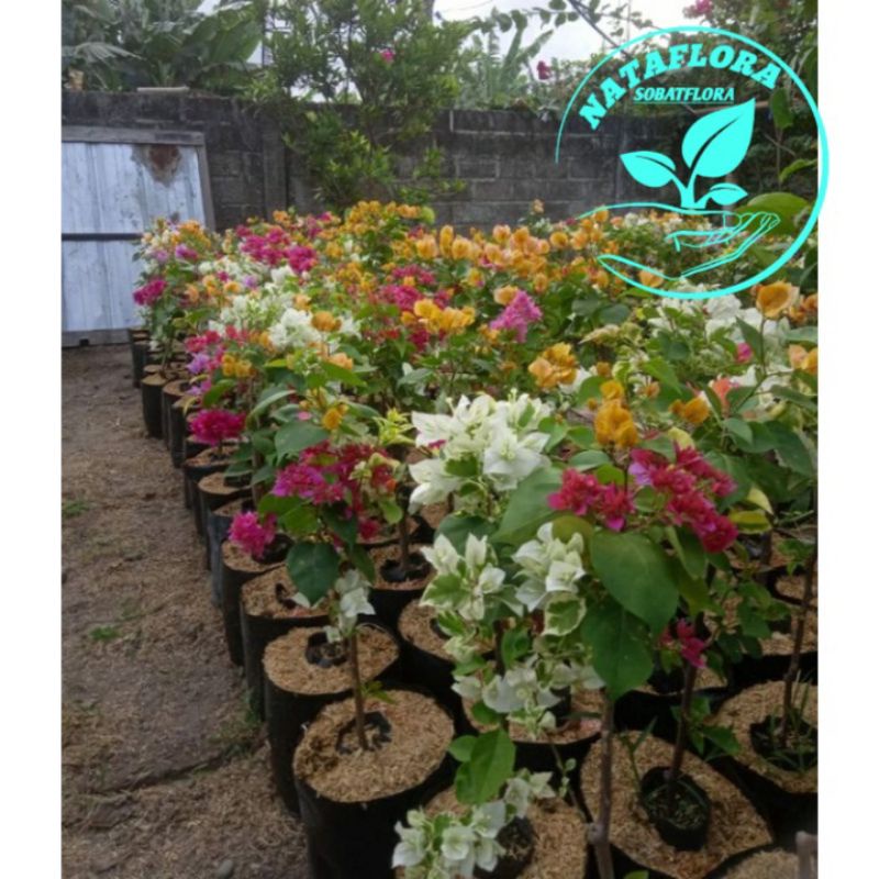 Jual Promo Tanaman Hias Bugenvil Bunga Kertas 4 Warna Pink Putih Ungu