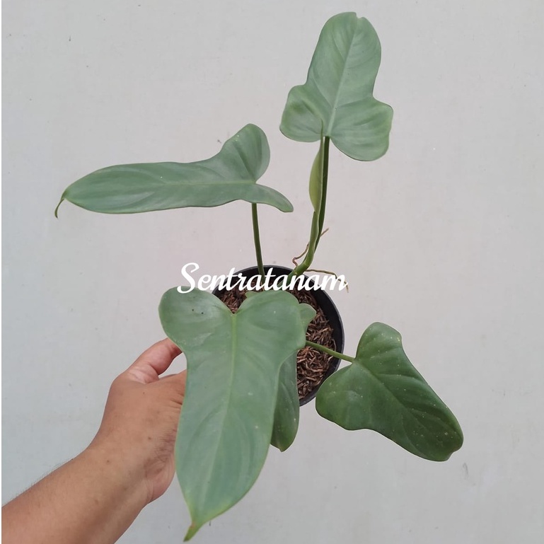 Jual Tanaman Hias Phillo Violin/ Tanaman Teduh/ Tanaman Hias | Shopee ...