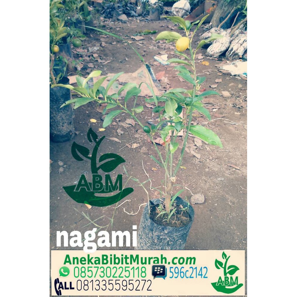 Jual jeruk monde dan nagami Berkwalitas | Shopee Indonesia