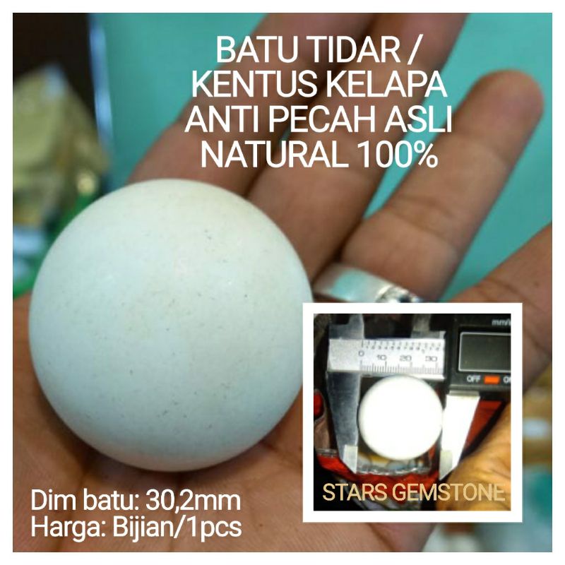 Jual BATU TIDAR /KENTUS KELAPA ANTI PECAH ASLI NATURAL 100% | Shopee ...