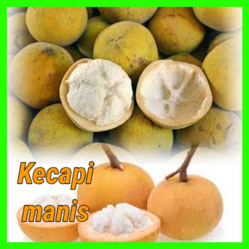 Jual Buah kecapi manis fresh 2kg | Shopee Indonesia Jual Buah kecapi manis fresh 2kg | Shopee Indonesia