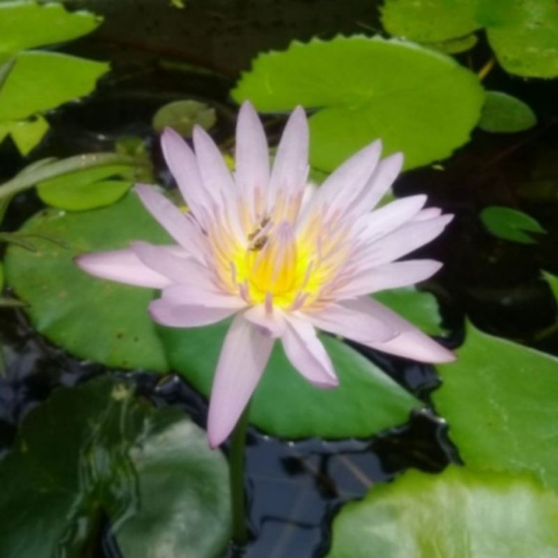 Jual Benih Bibit 1 Biji Bunga Teratai Water Lily Flare TROPICAL ...