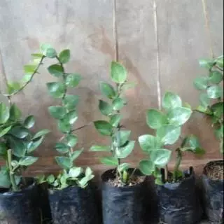 Jual tanaman dolar rambat Harga Terbaik & Termurah Juni 2024 | Shopee ...