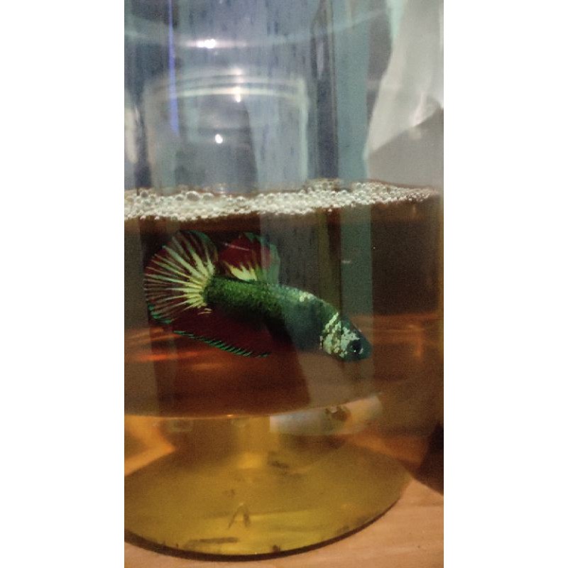 Jual Avatar cooper | Shopee Indonesia