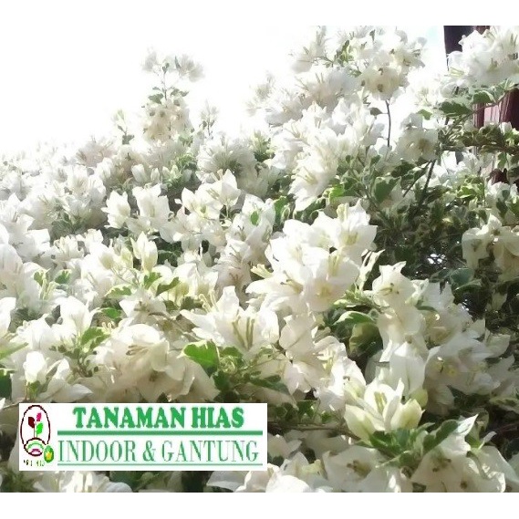 Jual Tanaman Hias Bunga Putih Bougenville White Singapore Tanaman Kertas Tanaman Hias Shopee
