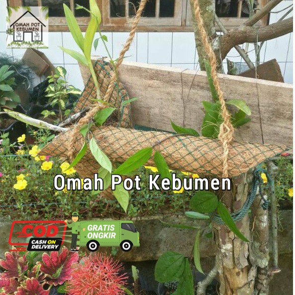 Jual pot pohon rambat panjang sabut kelapa | Shopee Indonesia