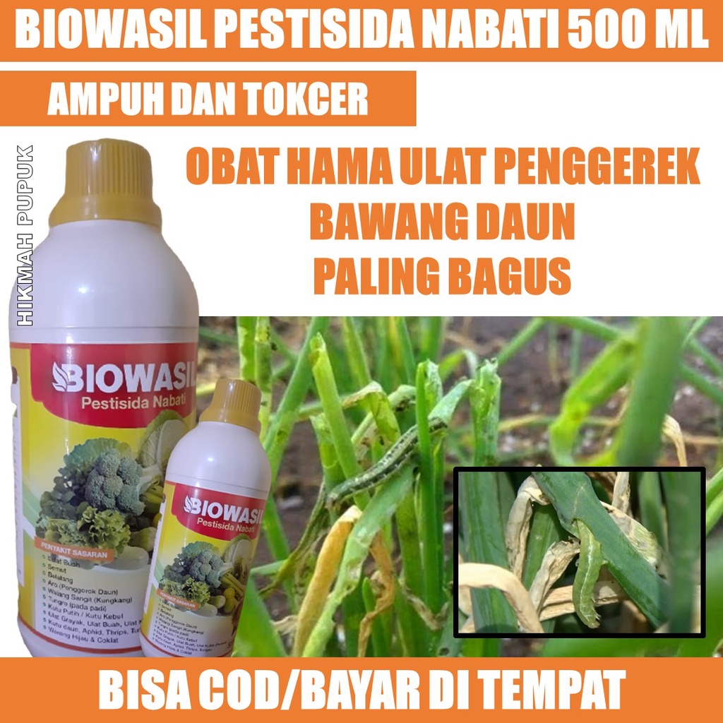 Jual (BAYAR DI RUMAH) BIOWASIL isi 500 ML OBAT HAMA ULAT DI BAWANG DAUN ... Jual (BAYAR DI RUMAH) BIOWASIL isi 500 ML OBAT HAMA ULAT DI BAWANG DAUN ...