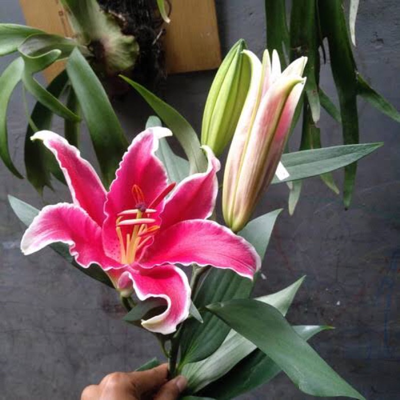 Jual Bunga Potong Lily Merah | Shopee Indonesia