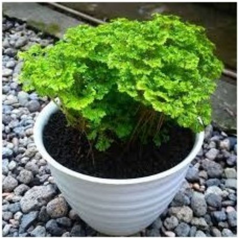 Jual paket komplit tanaman hias lumut Ambon isi tanaman + pot putih ...