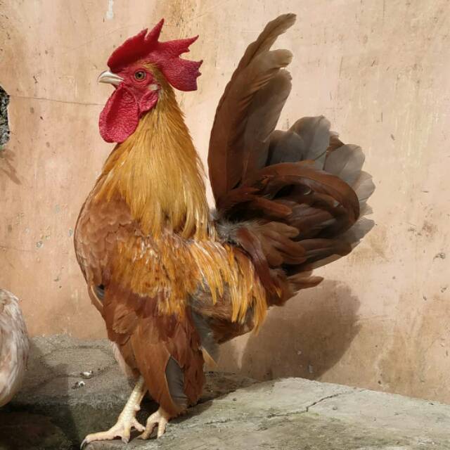 Jual Ayam Kate Hidup Jantan Size Indukan | Shopee Indonesia