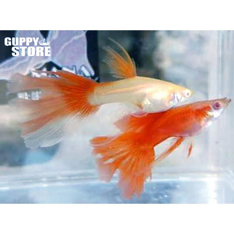 Jual Ready Ikan Guppy Albino Full Red - Swallow Ribbon (Swr) | Shopee Indonesia