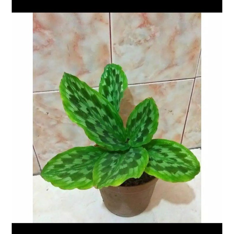 Jual Pohon tanaman calathea merak / pohon indoor ruangan | Shopee Indonesia Jual Pohon tanaman calathea merak / pohon indoor ruangan | Shopee Indonesia