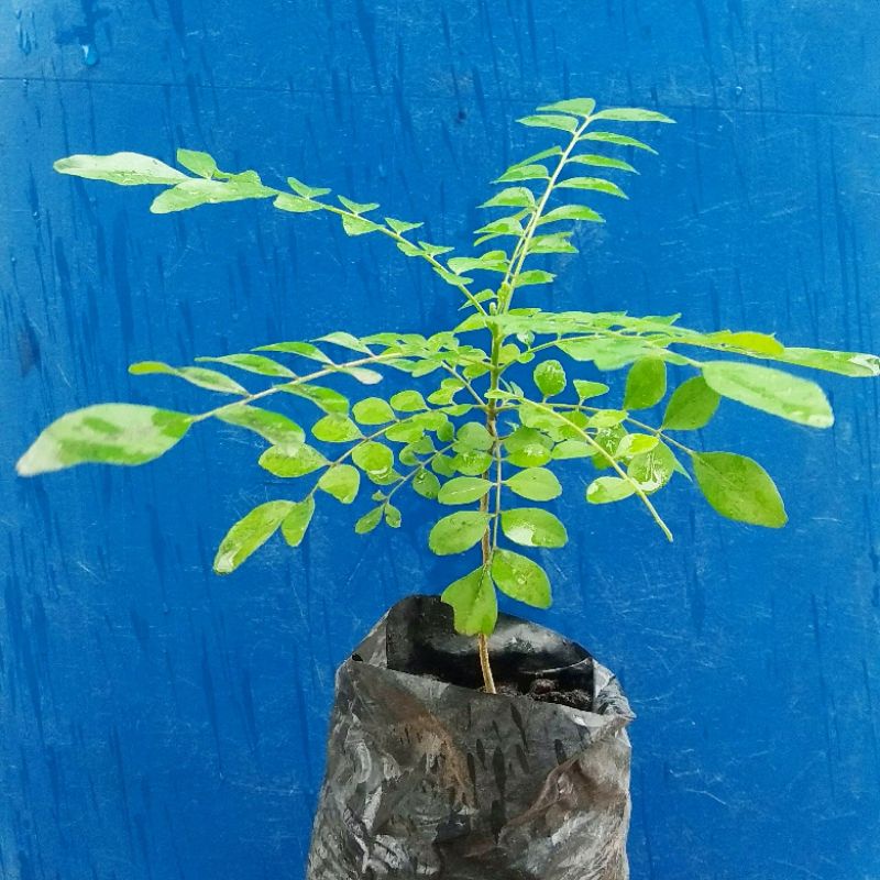 Jual Tanaman Herbal Daun Kari/Daun Temurui/Salam Koja | Shopee Indonesia