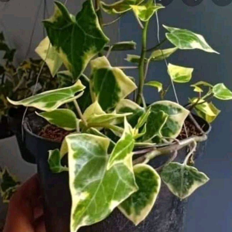 Jual Tanaman hias Ivy daun tebal | Shopee Indonesia