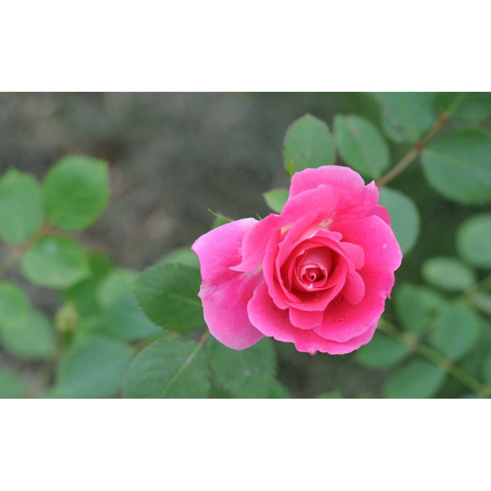 Jual 5 benih biji Chinese Hybrid Tea Rose | Shopee Indonesia