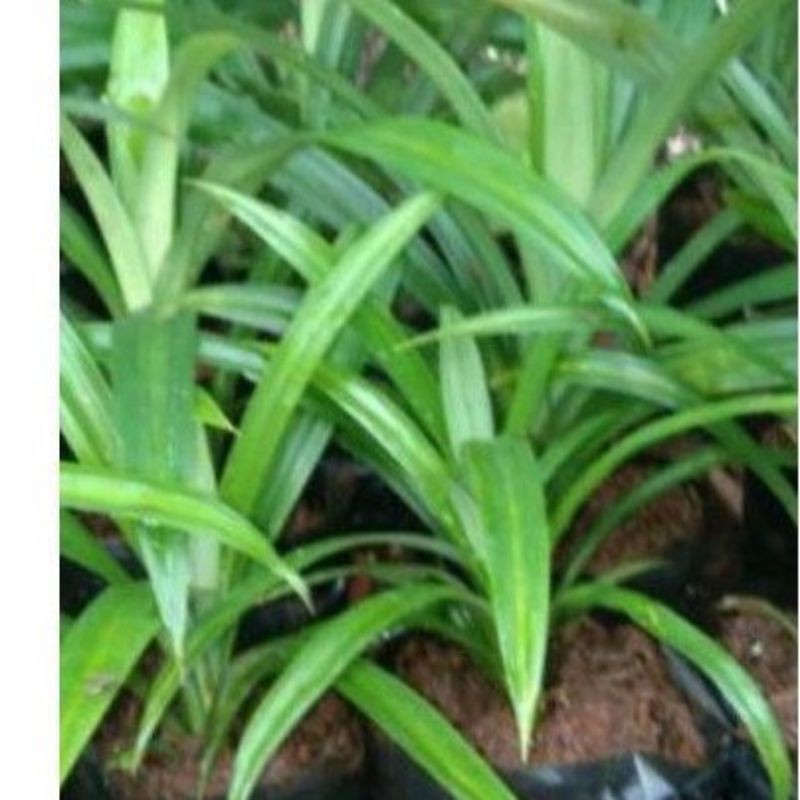 Jual Pohon Pandan Wangi, Tanaman Herbal Pandan Wangi, Daun Pandan ...