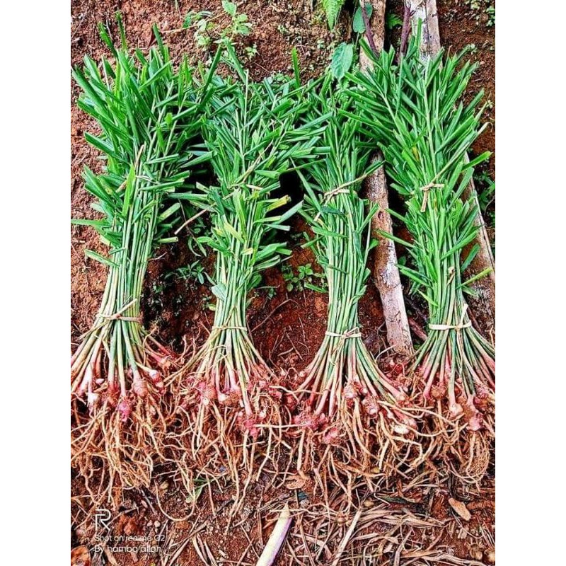 Jual Bibit jahe merah | Shopee Indonesia