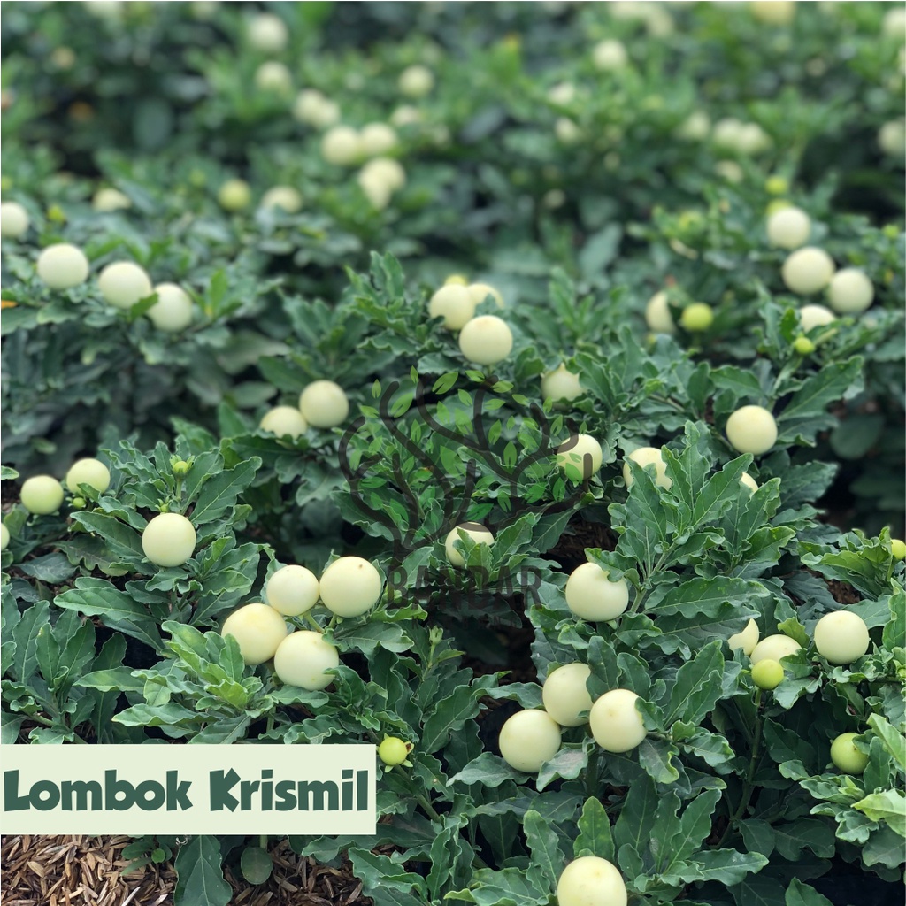 Jual Tanaman Hias Cabe Cabai Crismil / Krismil Lombok Udel | Shopee ...