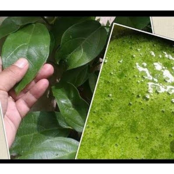 Jual Daun CINCAU HIJAU ORGANIK SEGAR 500GR TERMURAH | Shopee Indonesia