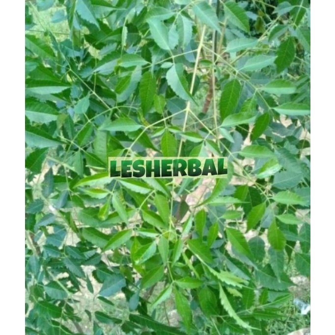 Jual daun mindi atau daun mimba segar paket 500gram | Shopee Indonesia