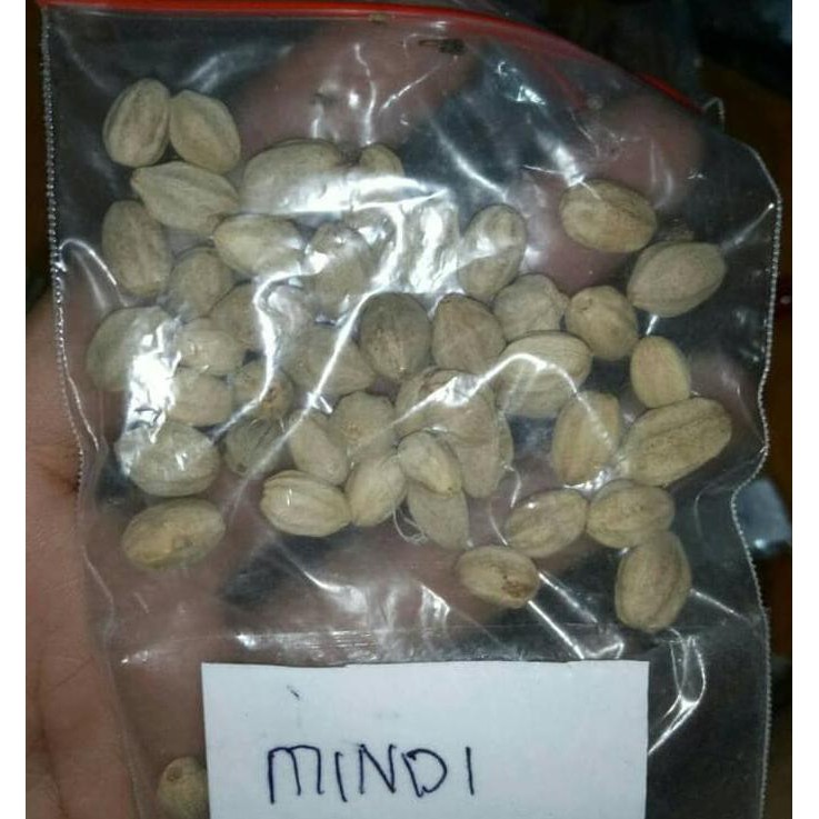 Jual Asli 1 Kg Benih Biji Pohon Mindi Siap Semai | Shopee Indonesia
