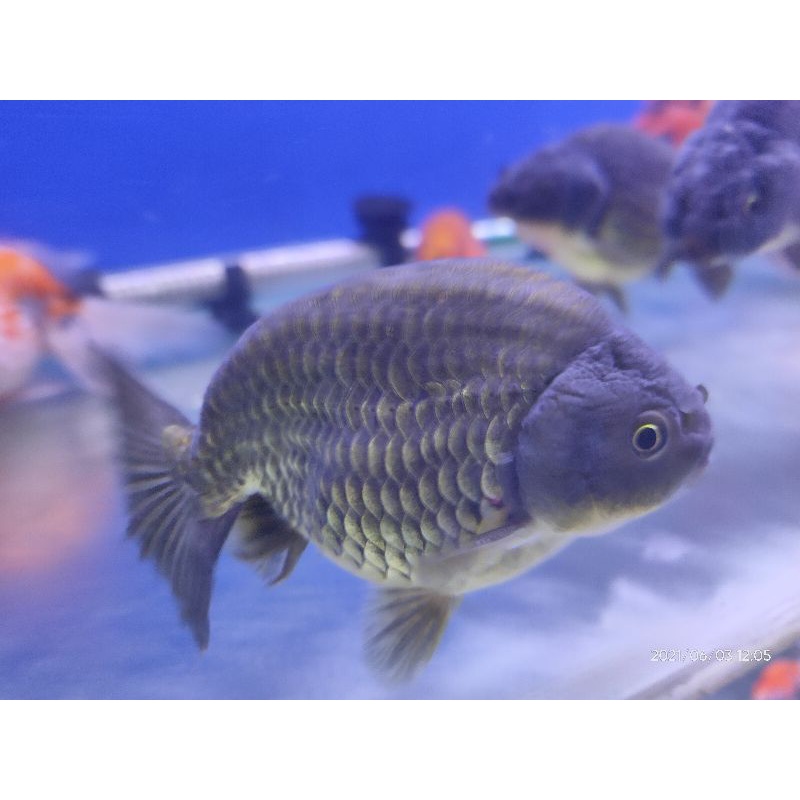 Jual IKAN HIAS KOKI RANCU GREEN SIZE L | Shopee Indonesia