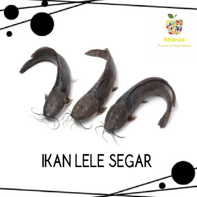 Jual IKAN LELE SEGAR (500 gram) | Shopee Indonesia