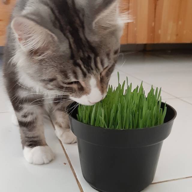 Jual Paket Rumput Kucing dan Anjing /Rumput Gandum/ Wheatgrass ...