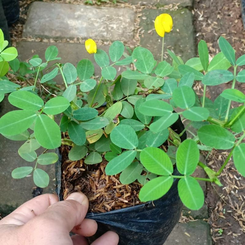 Jual { BISA COD } tanaman bunga landep tanaman pengganti rumput pohon ...