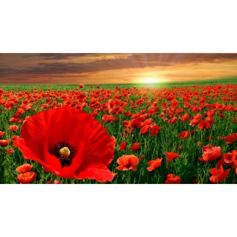 Jual Biji Bunga Poppy Papaver Rhoeas Red - Bibit Tanaman Bunga Poppy ...