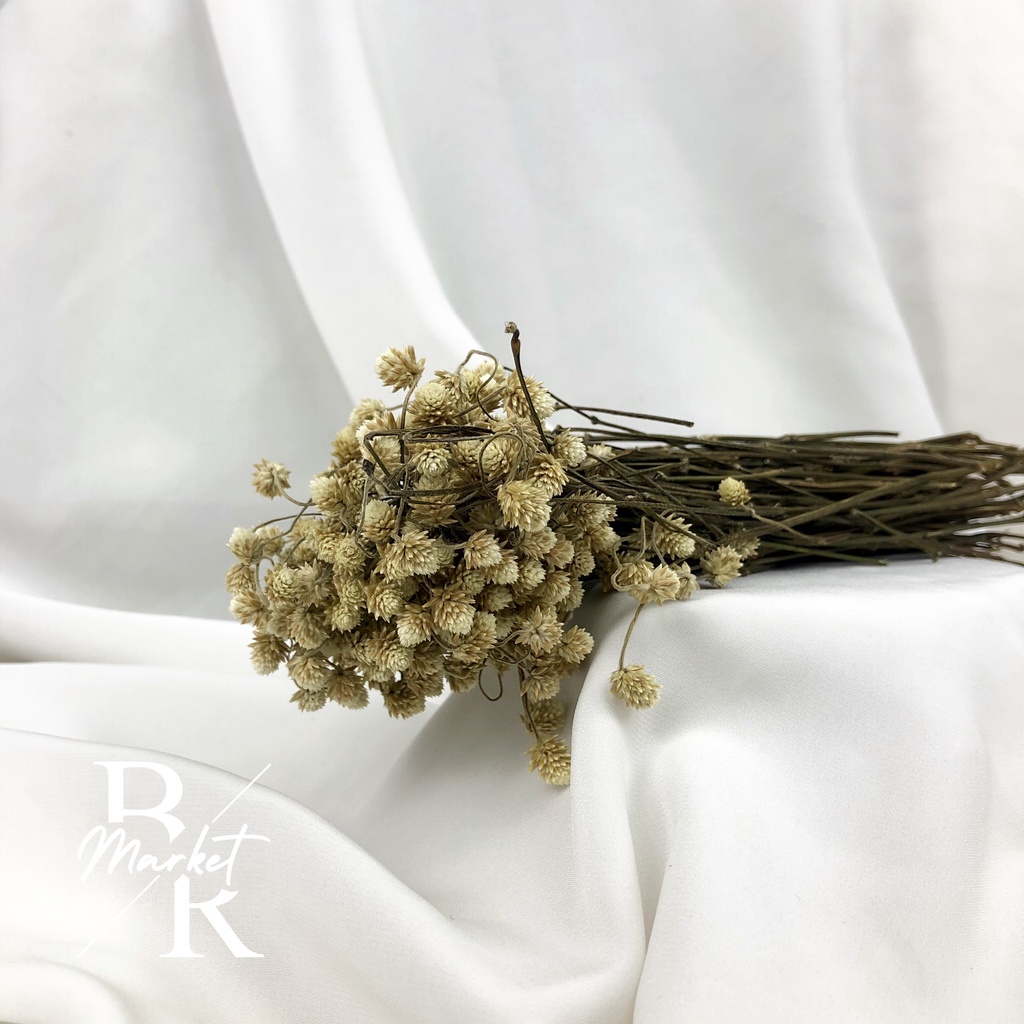 Jual Dried Flower / Bunga Trinil | Shopee Indonesia