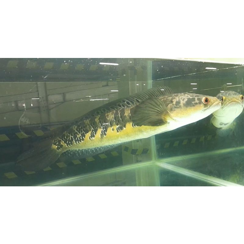 Jual maru riau@6cm | Shopee Indonesia