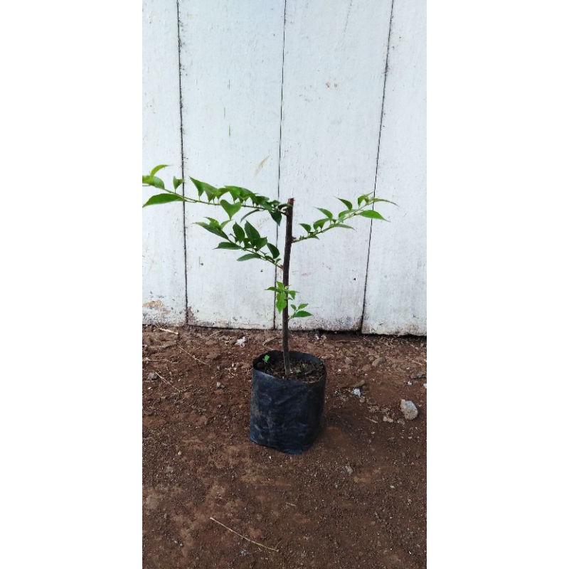Jual Bugenvil Bougainvillea Warna Ungu Mikro Shopee Indonesia