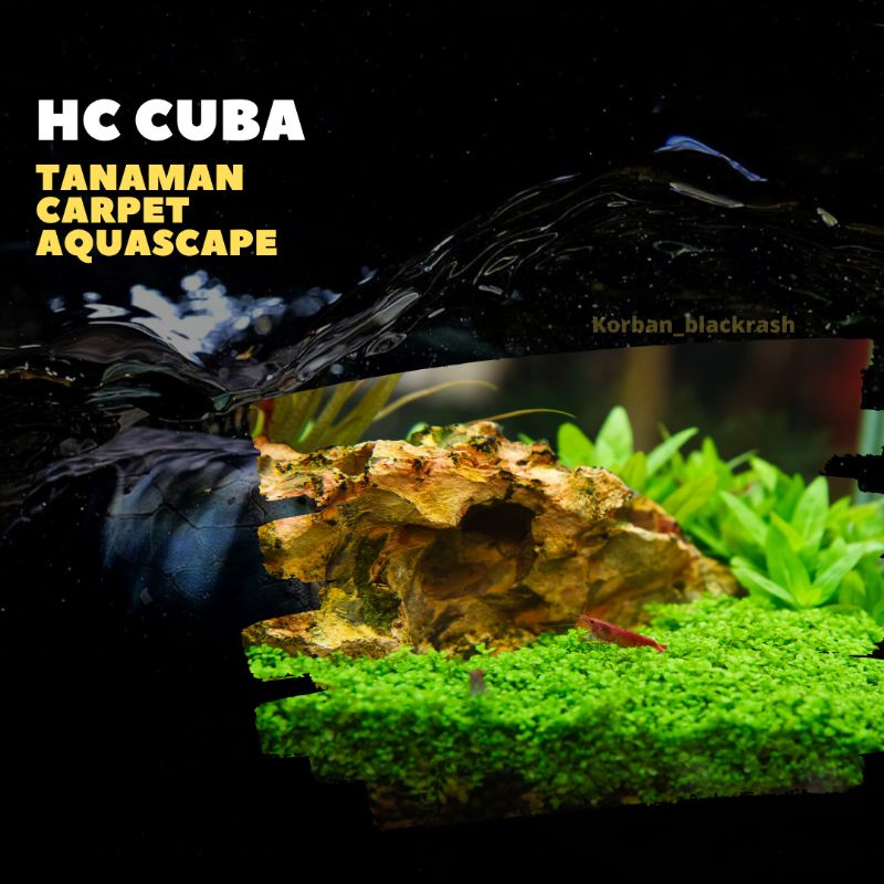 Jual hc cuba tanaman carpet aquascape | Shopee Indonesia