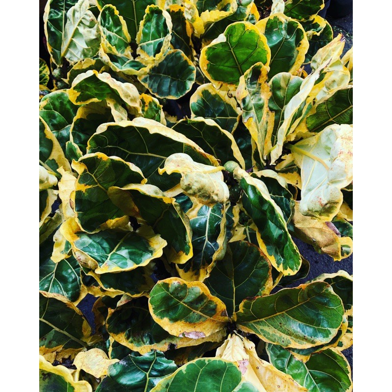 Jual Ketapan biola varigata | Shopee Indonesia