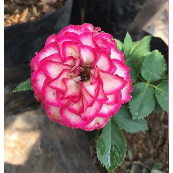 Jual Tanaman mawar sudah berbunga - tanaman hias bunga mawar holland ...